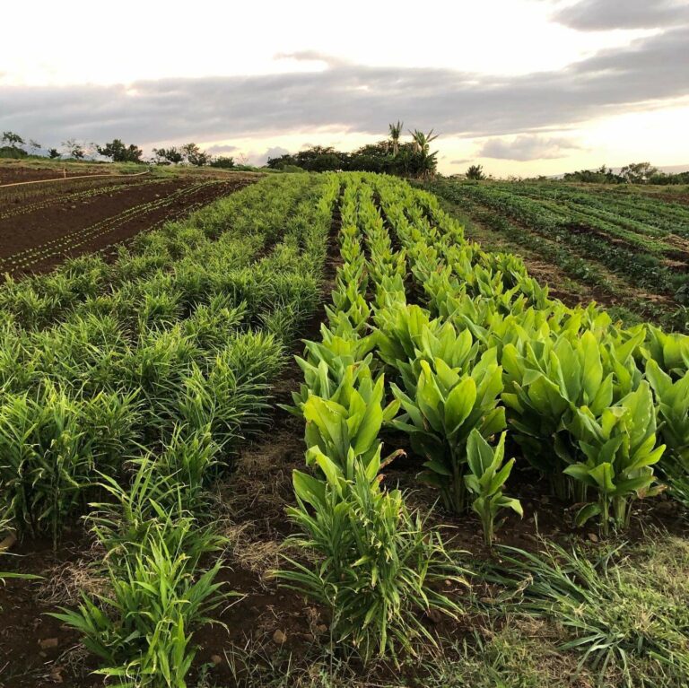 A Journey of Growth and Community Commitment - Oko'a Farms
